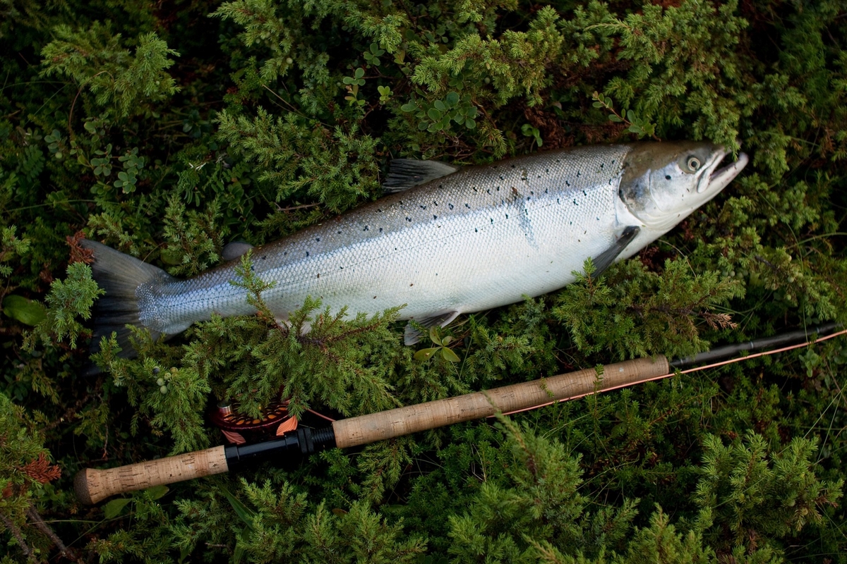 Kalalajit - Vapaa-ajankalastajat