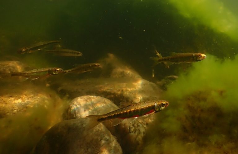 Kalalajit - Vapaa-ajankalastajat