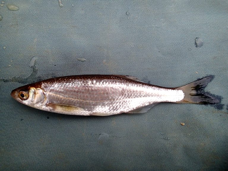 Kalalajit - Vapaa-ajankalastajat