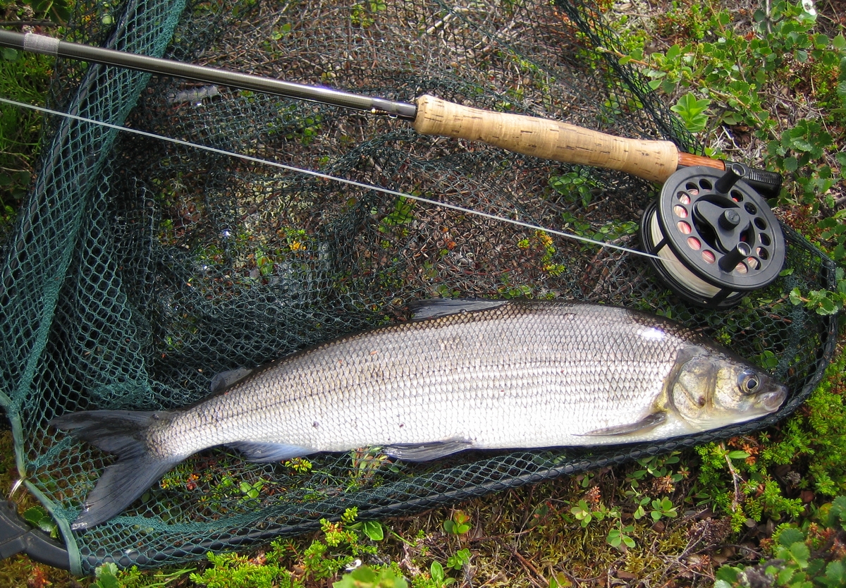 Kalalajit - Vapaa-ajankalastajat