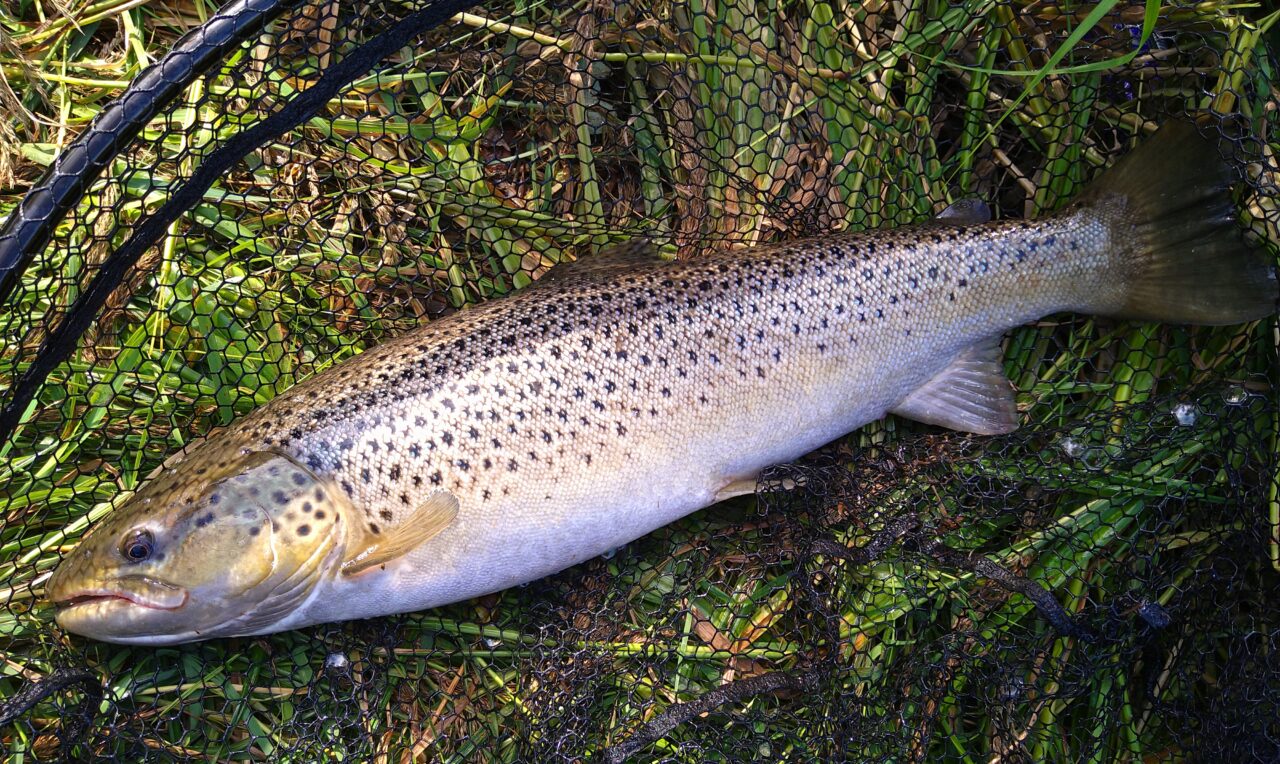Taimen - Vapaa-ajankalastajat