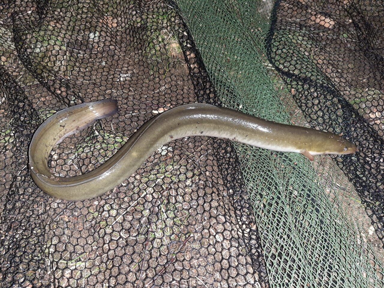 Kalalajit - Vapaa-ajankalastajat