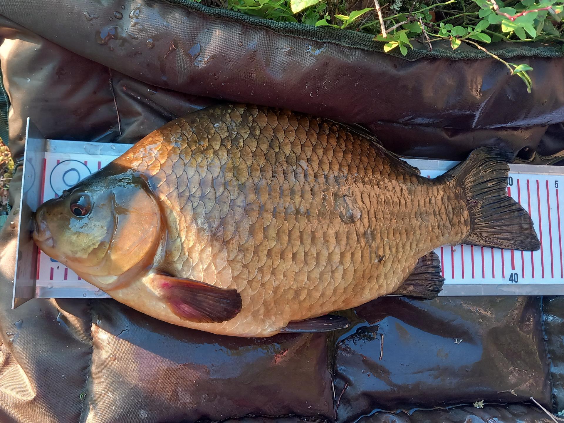 Onki24 - Upeita ruutanoita ja uusi ennätystulos - Vapaa-ajankalastajat