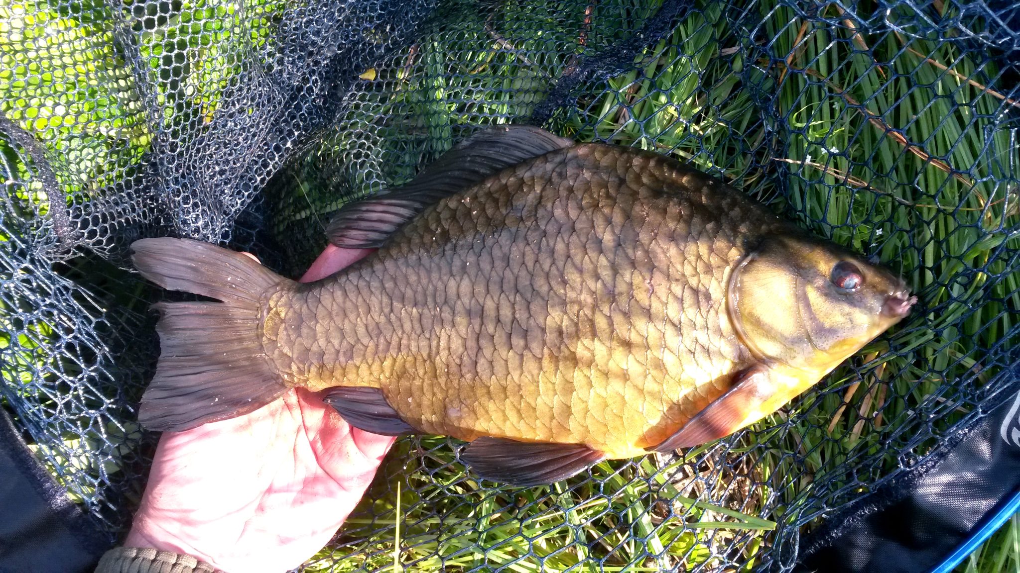 Ruutana Carassius carassius - Vapaa-ajankalastajat