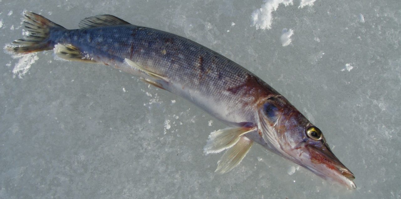 Ei kala merestä kalastamalla lopu, vai loppuuko? - Vapaa-ajankalastajat