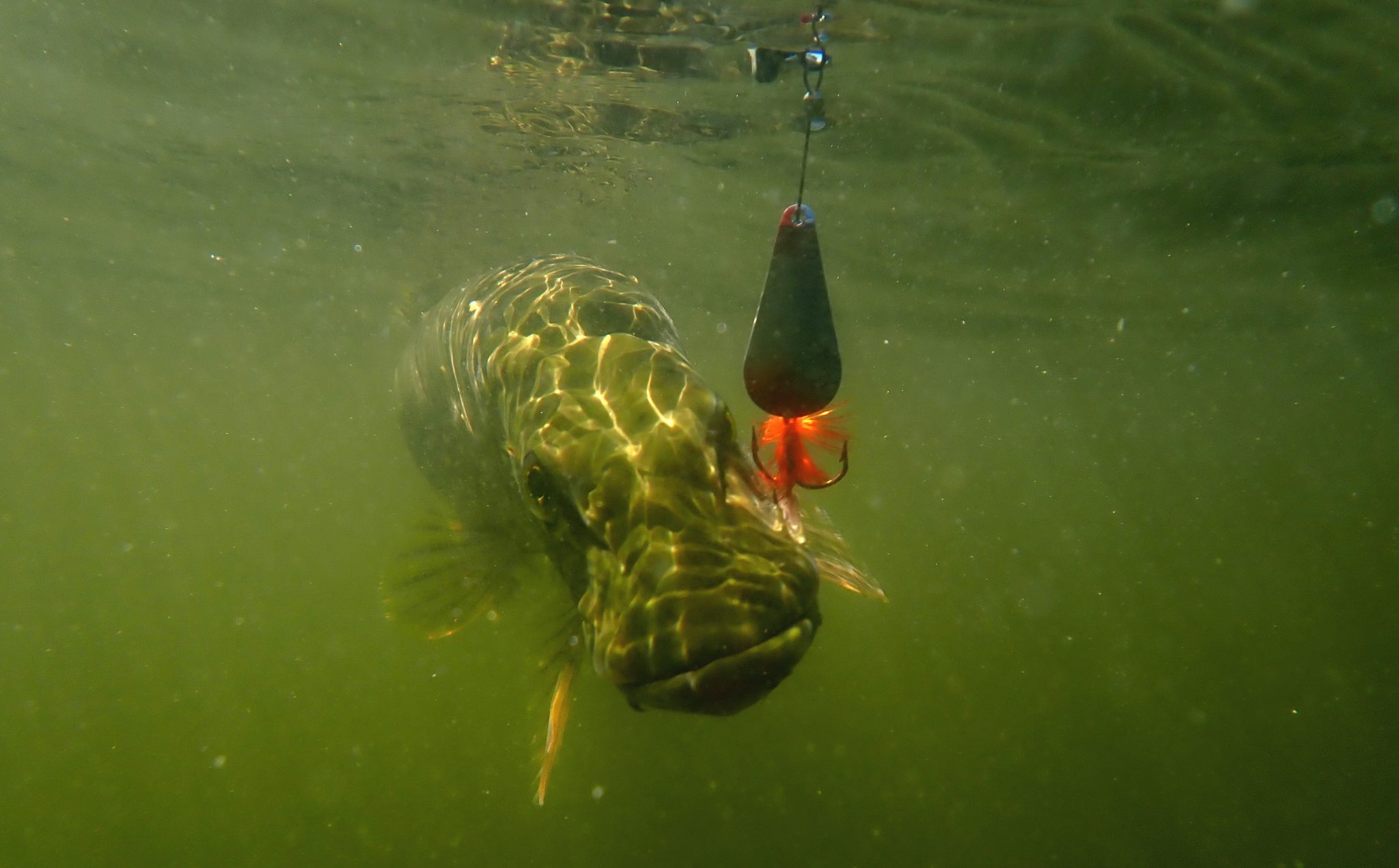 Suomen Vapaa-ajankalastajat - Suomen suurin kalastusperhe